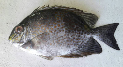 Supplier seafood Bali